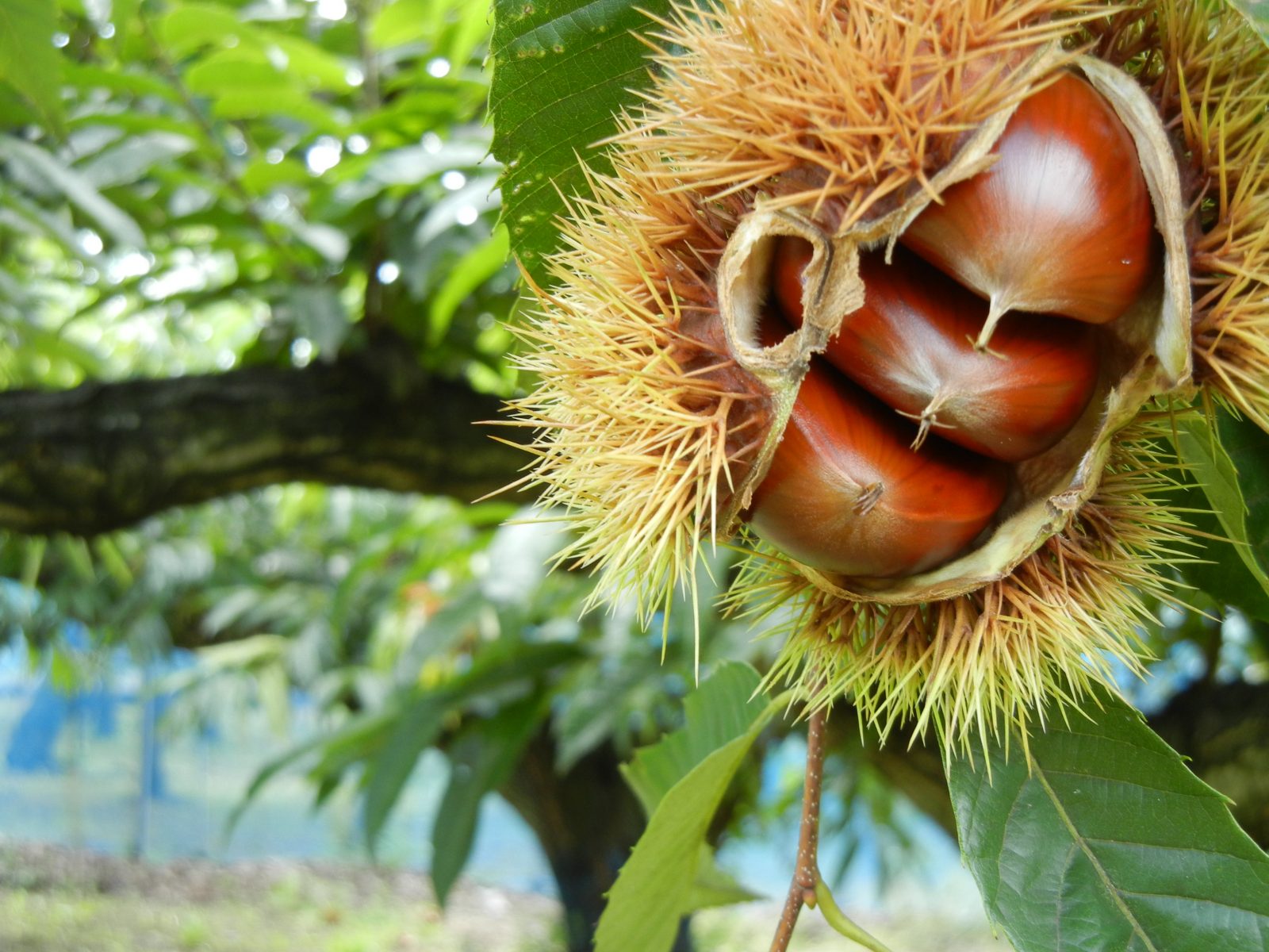 Chestnuts in Obuse | OBUSE GUIDE